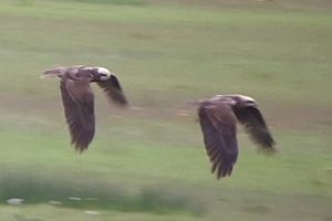 Harrier!!!! | The Story Teller Blog